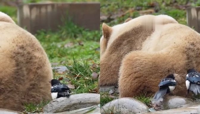 从熊猫屁股薅毛做窝