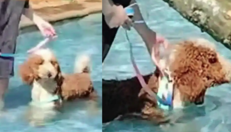 带狗进公共泳池游泳